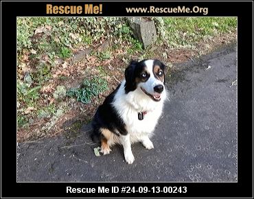 - Oregon Dog Rescue - ADOPTIONS - Rescue Me!