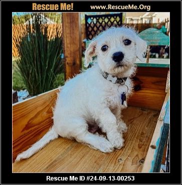 - North Carolina Maltese Rescue - ADOPTIONS - Rescue Me!
