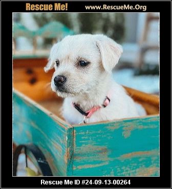 - North Carolina Maltese Rescue - ADOPTIONS - Rescue Me!