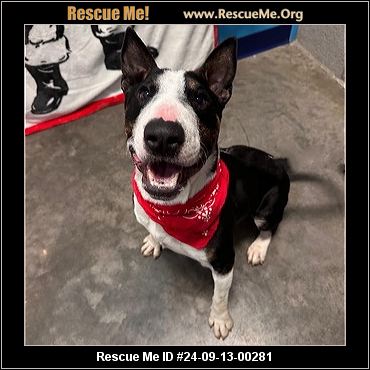 - Arizona Dog Rescue - ADOPTIONS - Rescue Me!