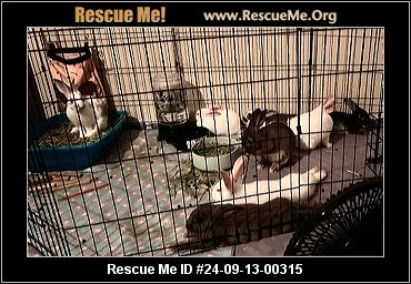 - California Rabbit Rescue - ADOPTIONS - Rescue Me!