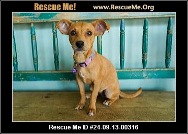 - Texas Dog Rescue - ADOPTIONS - Rescue Me!