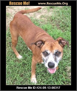 - Florida Dog Rescue - ADOPTIONS - Rescue Me!