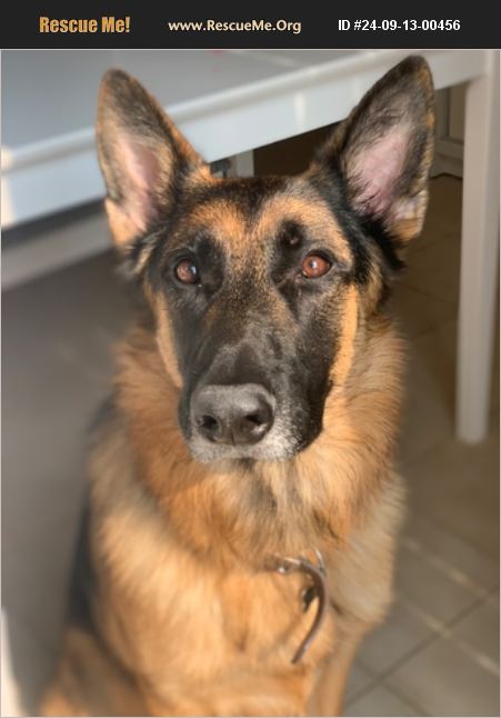 ADOPT 24091300456 ~ German Shepherd Rescue ~ Reno, NV