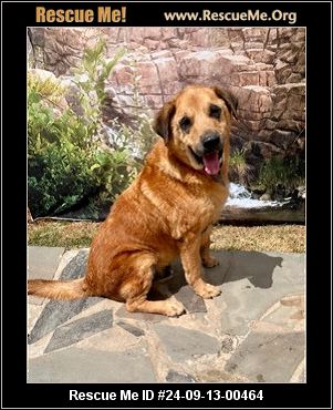 - Georgia Dog Rescue - ADOPTIONS - Rescue Me!