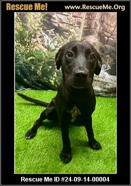 - Georgia Dog Rescue - ADOPTIONS - Rescue Me!