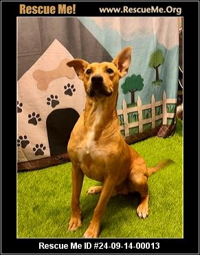 - Georgia Dog Rescue - ADOPTIONS - Rescue Me!