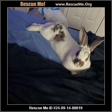 - Texas Rabbit Rescue - ADOPTIONS - Rescue Me!