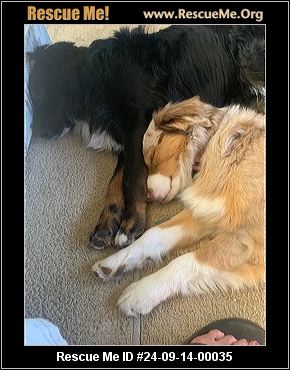 - Virginia Australian Shepherd Rescue - ADOPTIONS - Rescue Me!