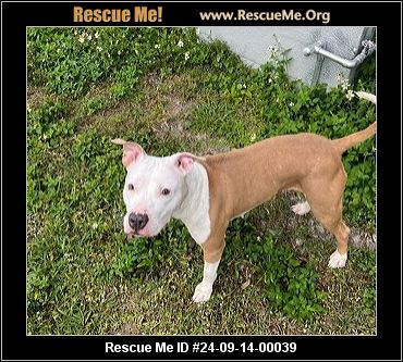 - Florida Pit Bull Rescue - ADOPTIONS - Rescue Me!