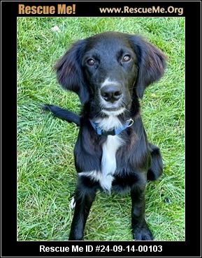 - Virginia Dog Rescue - ADOPTIONS - Rescue Me!