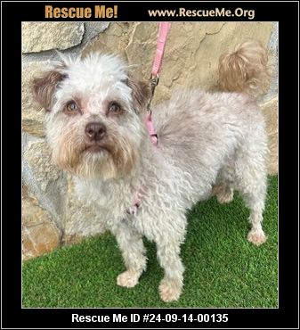 - Texas Dog Rescue - ADOPTIONS - Rescue Me!