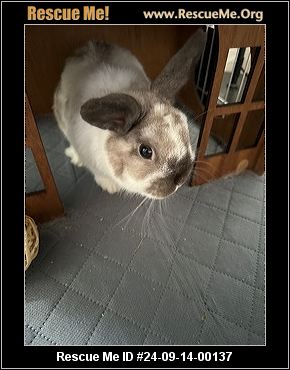 - Pennsylvania Rabbit Rescue - ADOPTIONS - Rescue Me!