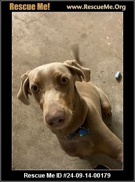 - Texas Dog Rescue - ADOPTIONS - Rescue Me!