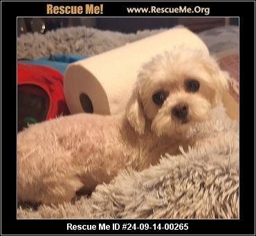 - California Maltese Rescue - ADOPTIONS - Rescue Me!