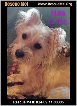 - Washington Yorkie Rescue - ADOPTIONS - Rescue Me!