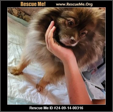 - Virginia Pomeranian Rescue - ADOPTIONS - Rescue Me!