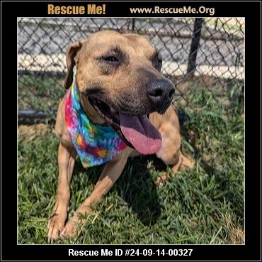 - Tennessee Dog Rescue - ADOPTIONS - Rescue Me!