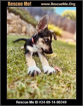 - California Dog Rescue - ADOPTIONS - Rescue Me!