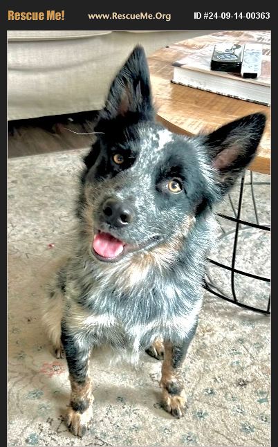 ADOPT 24091400363 ~ Australian Cattle Dog Rescue ~ Anaheim , CA