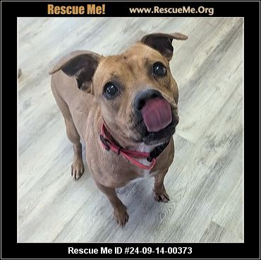 - Tennessee Dog Rescue - ADOPTIONS - Rescue Me!