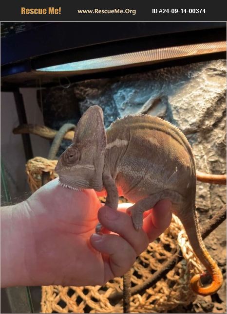 ADOPT 24091400374 ~ Reptile/Amphibian Rescue ~ Orlando, FL