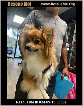 - Florida Dog Rescue - ADOPTIONS - Rescue Me!