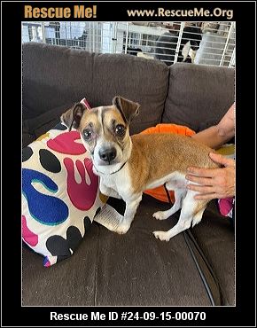 - Florida Jack Russell Rescue - ADOPTIONS - Rescue Me!