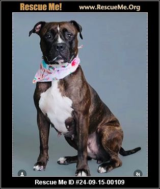 - Florida Dog Rescue - ADOPTIONS - Rescue Me!