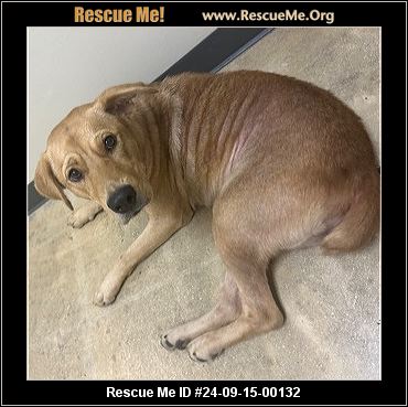 - Texas Dog Rescue - ADOPTIONS - Rescue Me!