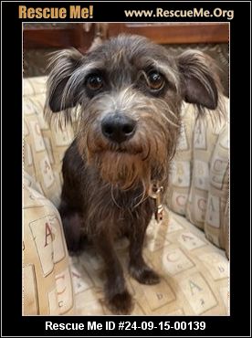 - Texas Schnauzer Rescue - ADOPTIONS - Rescue Me!