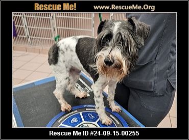 - Florida Schnauzer Rescue - ADOPTIONS - Rescue Me!