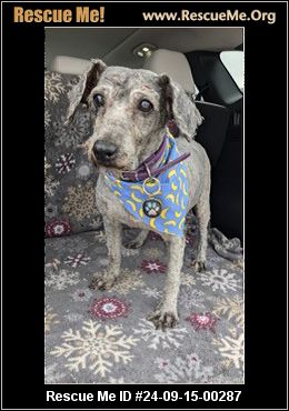 - Delaware Dog Rescue - ADOPTIONS - Rescue Me!