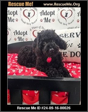 - Florida Poodle Rescue - ADOPTIONS - Rescue Me!