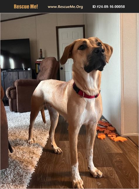 ADOPT 24091600058 ~ Black Mouth Cur Rescue ~ Frostproof, FL