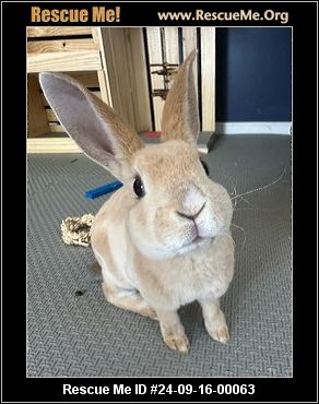 - Virginia Rabbit Rescue - ADOPTIONS - Rescue Me!