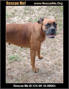 - Texas Boxer Rescue - ADOPTIONS - Rescue Me!