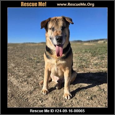 - Colorado Dog Rescue - ADOPTIONS - Rescue Me!