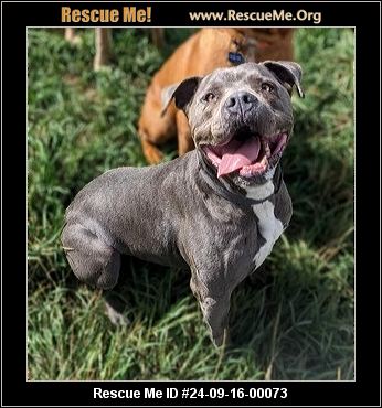 - Colorado Dog Rescue - ADOPTIONS - Rescue Me!