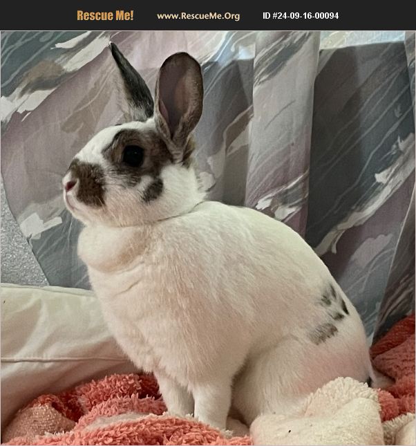 ADOPT 24091600094 ~ Rabbit Rescue ~ Petersburg, MI