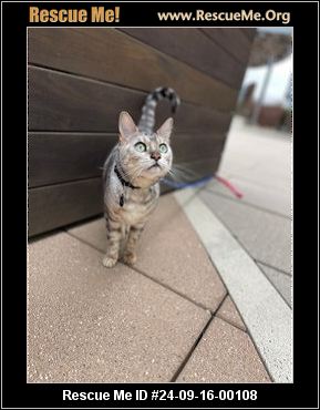 - Massachusetts Cat Rescue - ADOPTIONS - Rescue Me!