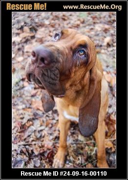 - Florida Bloodhound Rescue - ADOPTIONS - Rescue Me!