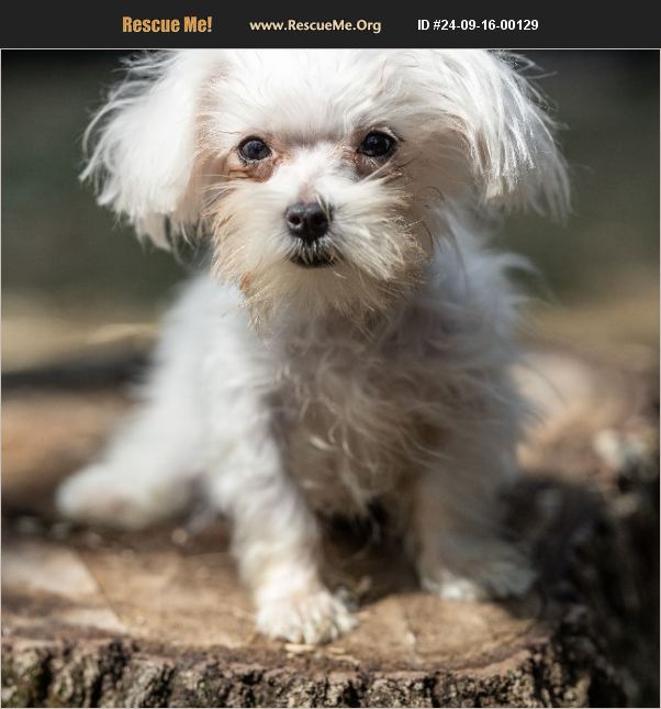 ADOPT 24091600129 ~ Maltese Rescue ~ Homer Glen, IL