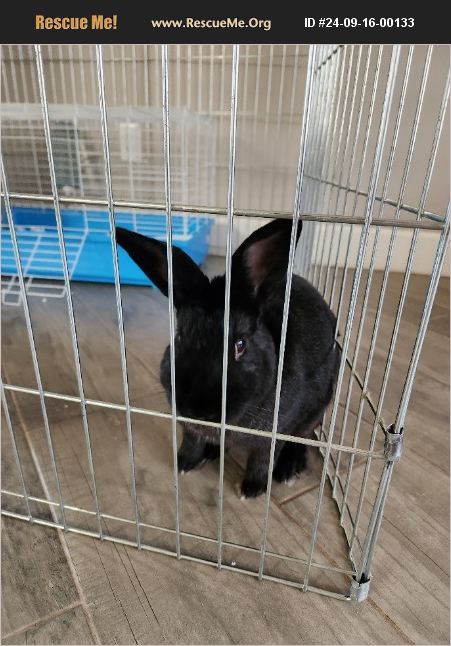 ADOPT 24091600133 ~ Rabbit Rescue ~ surprise, AZ