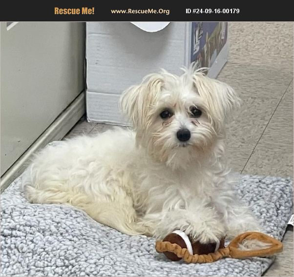 ADOPT 24091600179 ~ Maltese Rescue ~ Steger, IL