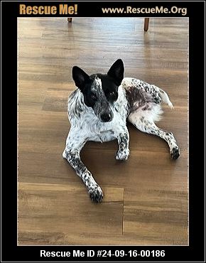 - California Dog Rescue - ADOPTIONS - Rescue Me!