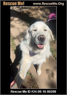 - Colorado Dog Rescue - ADOPTIONS - Rescue Me!