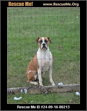 - Georgia Boxer Rescue - ADOPTIONS - Rescue Me!