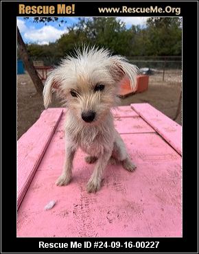 - Texas Yorkie Rescue - ADOPTIONS - Rescue Me!