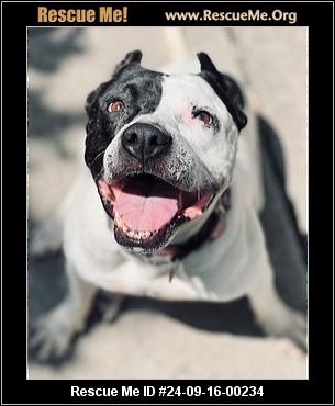 - California American Bulldog Rescue - ADOPTIONS - Rescue Me!